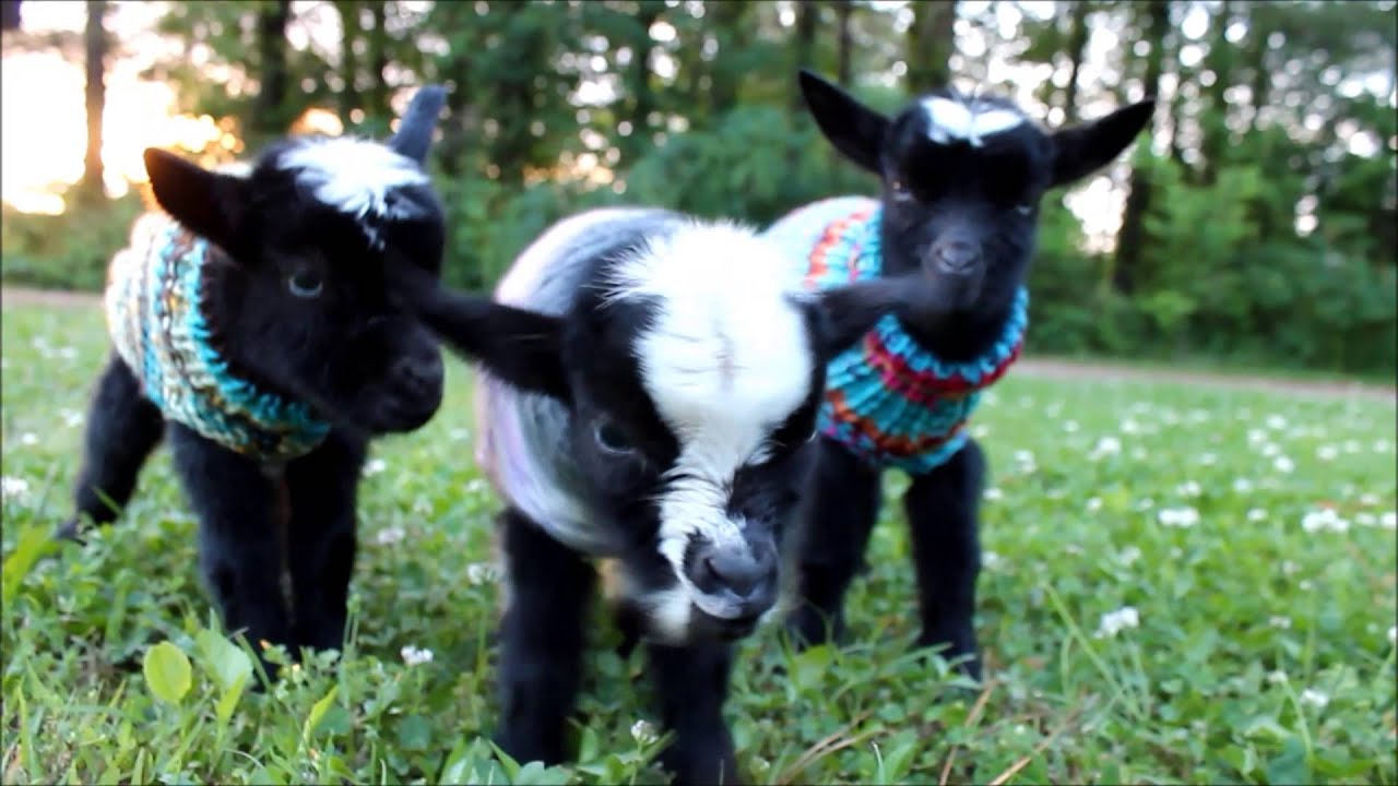 Triplet Newborn Goats in Sweaters!