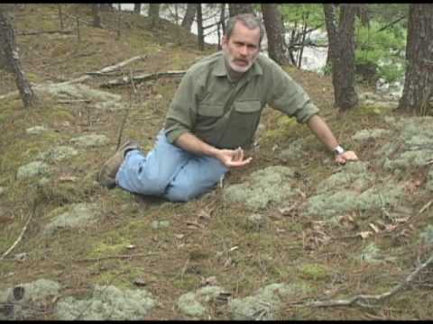 Reindeer Moss.wmv