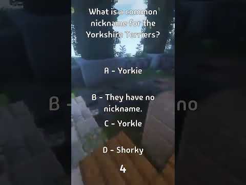 What is a common nickname for the Yorkshire Terriers?