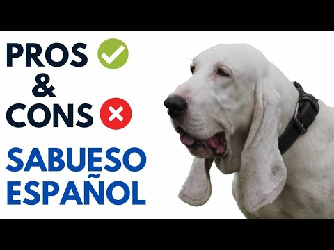 Sabueso Español Dog Pros and Cons | Spanish Hound Advantages and Disadvantages
