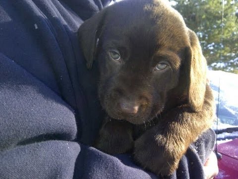 "Scud" the Chocolate Lab Puppy
