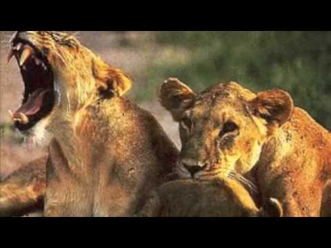 Animal Dreams by Barbara Kingsolver - Life Cycles