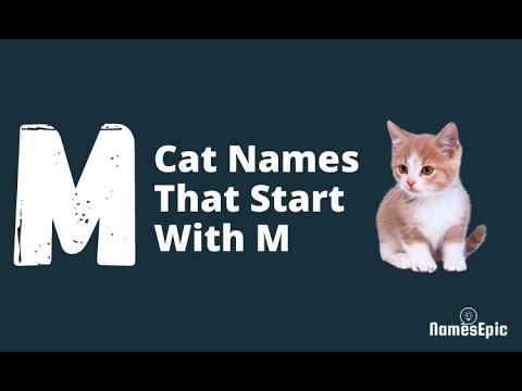 20 Best Cat Names That Start With M | Male and Female Cat Names