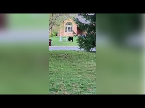 Black bear seen running through Elk River, Minnesota neighborhood Wednesday morning | FOX 9 KMSP