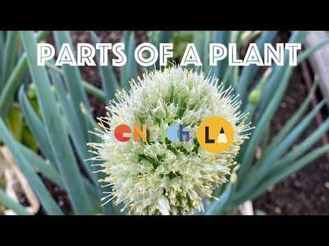 Lesson 2. Parts of a Plant