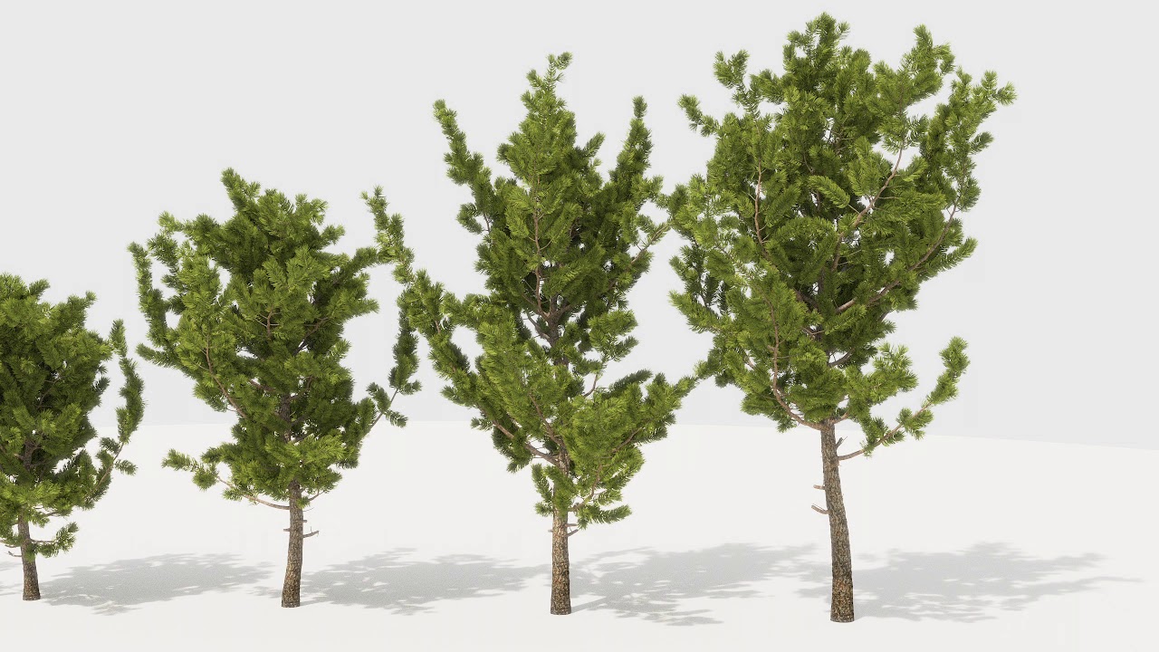 Young pines  (trees 3d model)