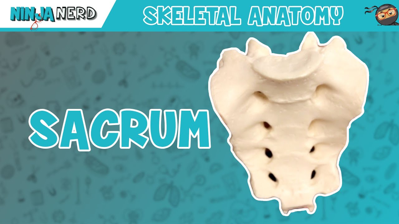 Sacrum Anatomy