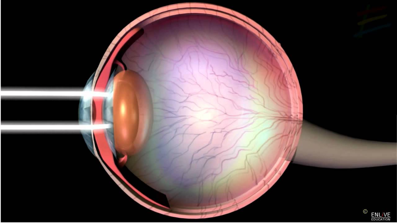 Structure and Working of Human Eye