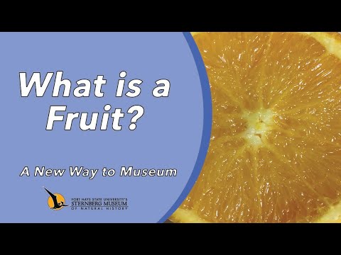 Co to jest owoc? | Nowa droga do muzeum