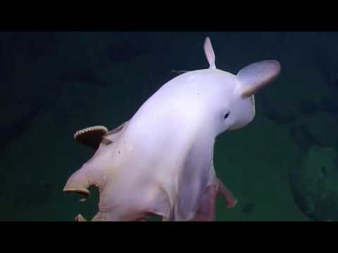 OCEAN LIFE CLASSIFICATION
