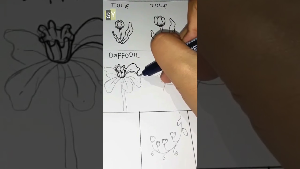 Ide gambar bunga aesthetic - bunga daffodil #doodle #sweetyellow #shorts