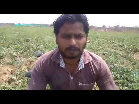Aries products results says farmers
