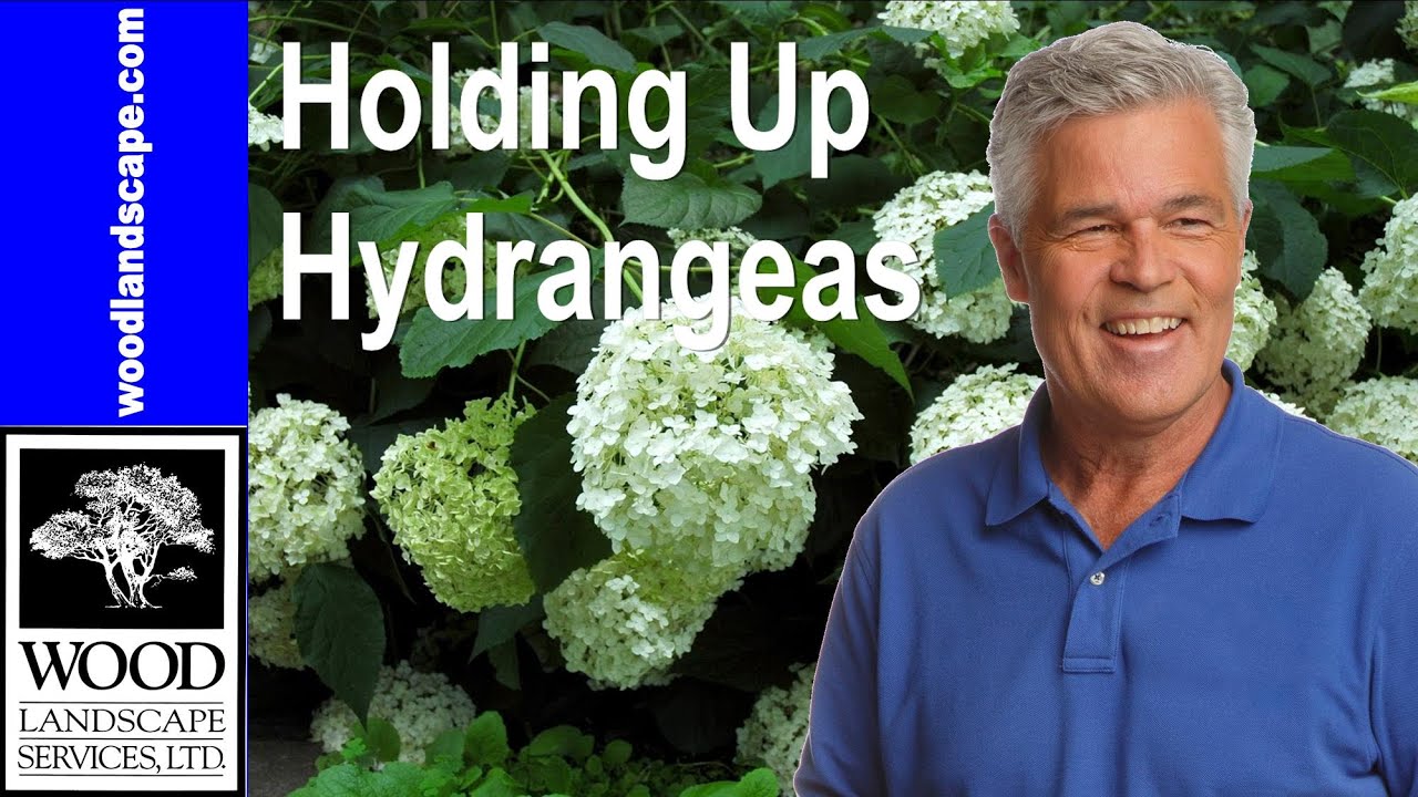 Hydrangeas: How to keep your hydrangeas upright
