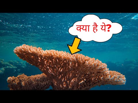 What Are Coral Reefs? | Coral Reef in Hindi | Where Are Coral Reefs Found? | Coral Reef in Danger