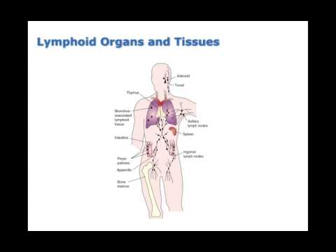 Chapter 15 Innate and Adaptive Immunity BIO216