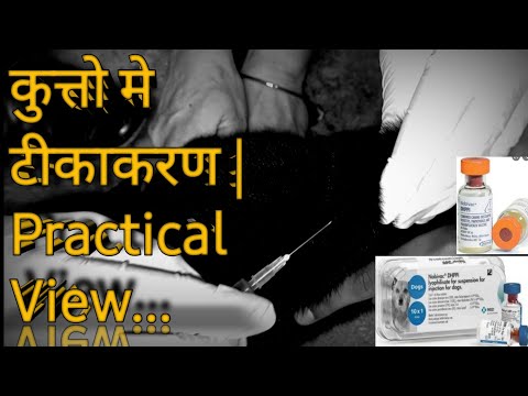 Veterinary Vaccines - Animal Vaccine Latest Price, Manufacturers ...