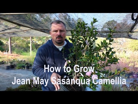 How to grow Jean May Sasanqua Camellia with a detailed description