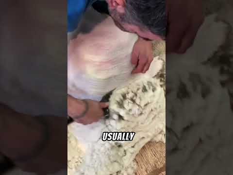 INTERESTING ⁉️What is shearing sheep for