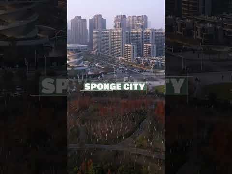 How China is designing flood-resistant cities #short