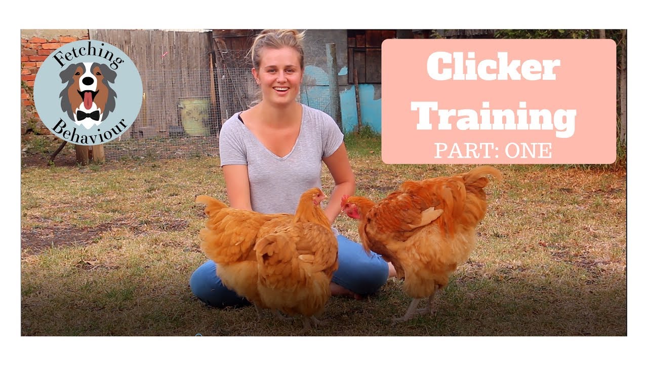 Chicken Clicker Tutorial