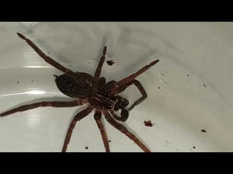 Male Miturgidae spp ( Prowling spider ) grooming, quick Video2