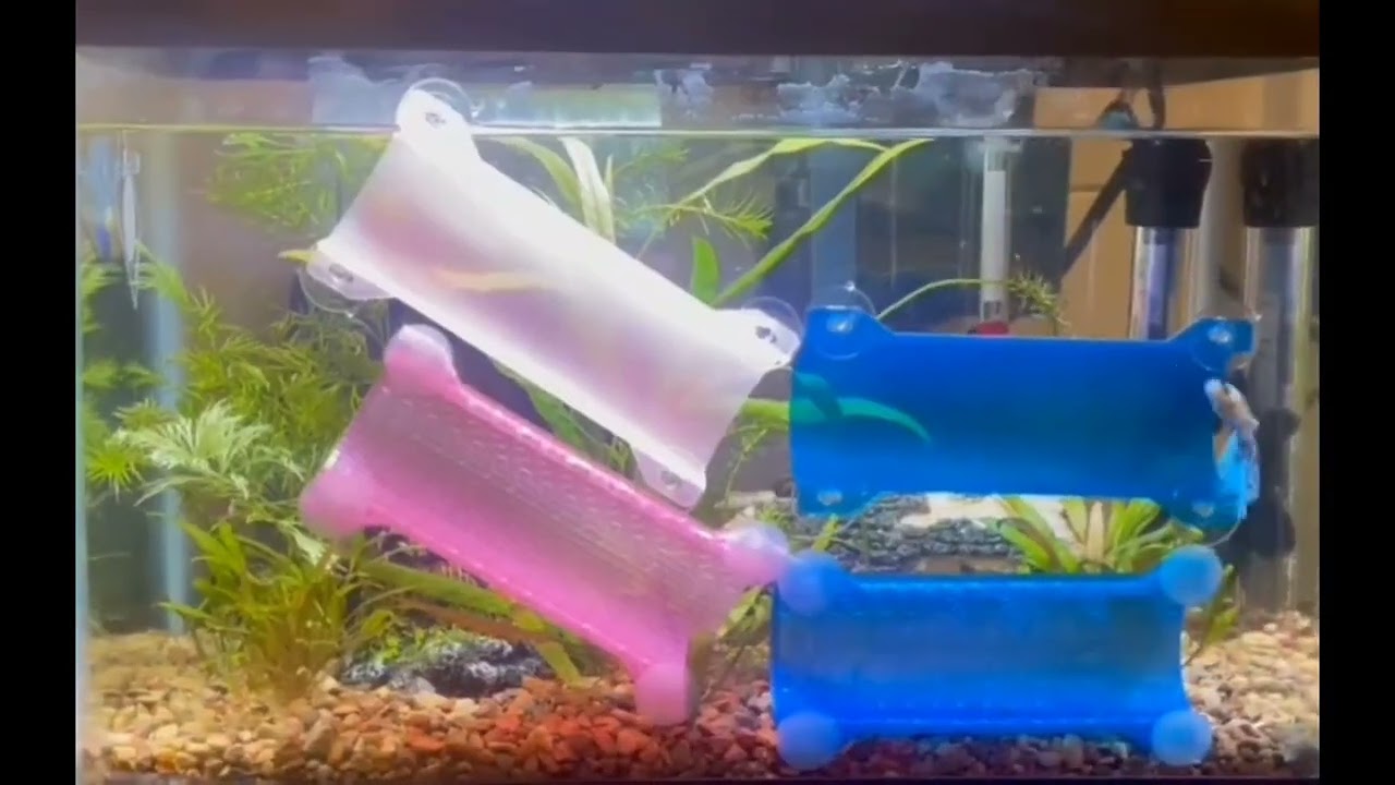 Betta Fish Tunnels - SeeShelter betta fun