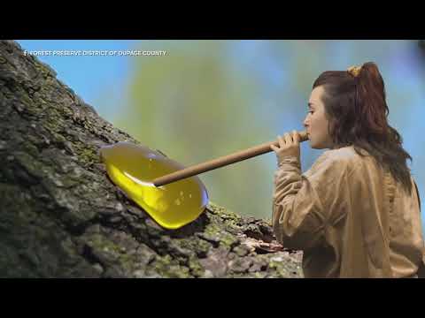 Illinois Forestry Staff Act Out Cicada Cycle