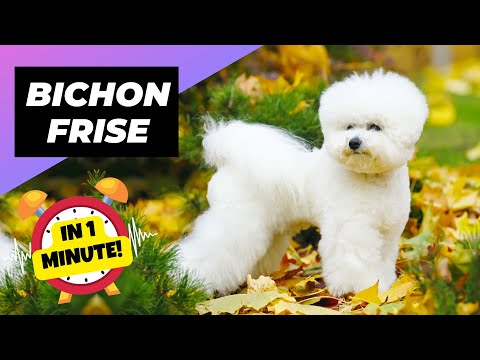 Bichon Frise - In 1 Minute! 🐶 One Of The Smallest Dog Breeds In The World | 1 Minute Animals