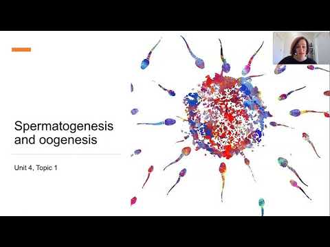 Spermatogenesis and oogenesis