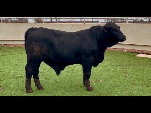 Lot #02151 Brangus Bull - J&J Cattle Co