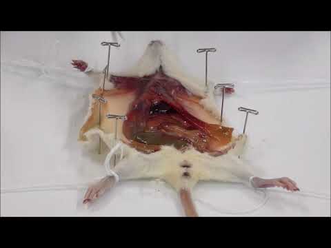 Rat Dissection