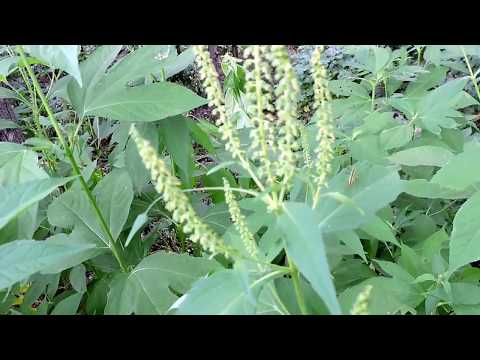 Capital Naturalist: Giant Ragweed