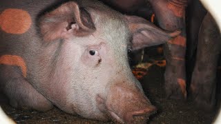 TFIL - YouTube channel Elton Castee #3