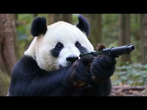 I just saw a group of pandas doing military training