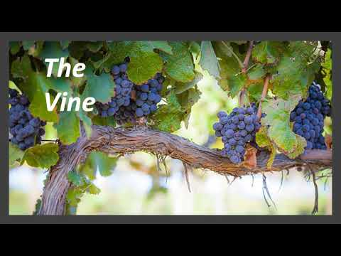 Biblical meaning of the Vine