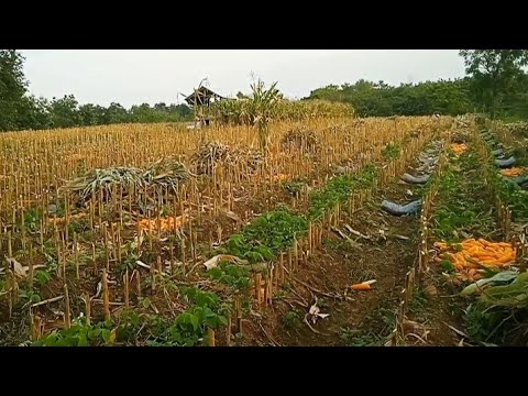 Perjalanan melihat pemandangan yang indah di dusun bendera