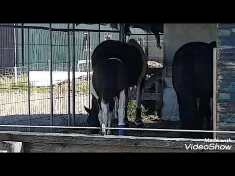 ❤ Barock Pinto Love ❤