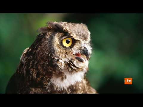 Most Awesome Owl Names With Meanings