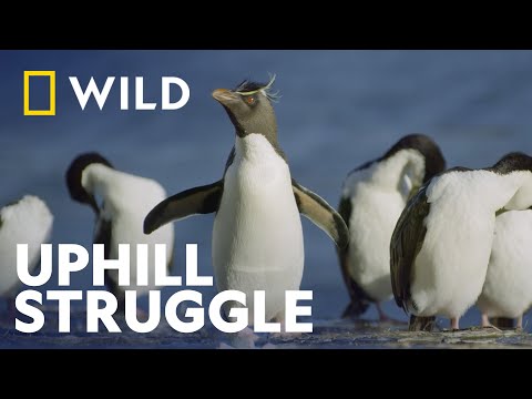 The Rockhopper Penguins Way Of Life | Incredible Animal Journeys | National Geographic WILD UK