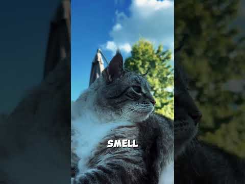 Why Cats Sniff the Air Like They're Solving a Mystery 🕵️♂️🌬️