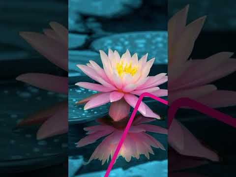 lotus images / relaxing images / hd wallpapers #Floration #Nature #trending #background #wallpaper