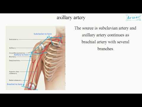 axillary artery (English) - Medical terminology for medical students -