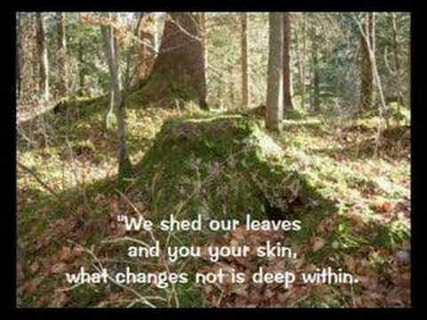 Adage from the Trees