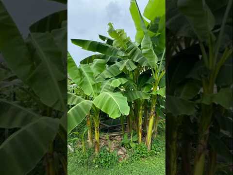 #Banana plant leaf, flower and it's scientific name