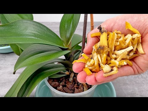 120🔹Don't Throw It Away! It Makes Orchids Grow Fast And Bloom Thousands Of Roots And Flowers!