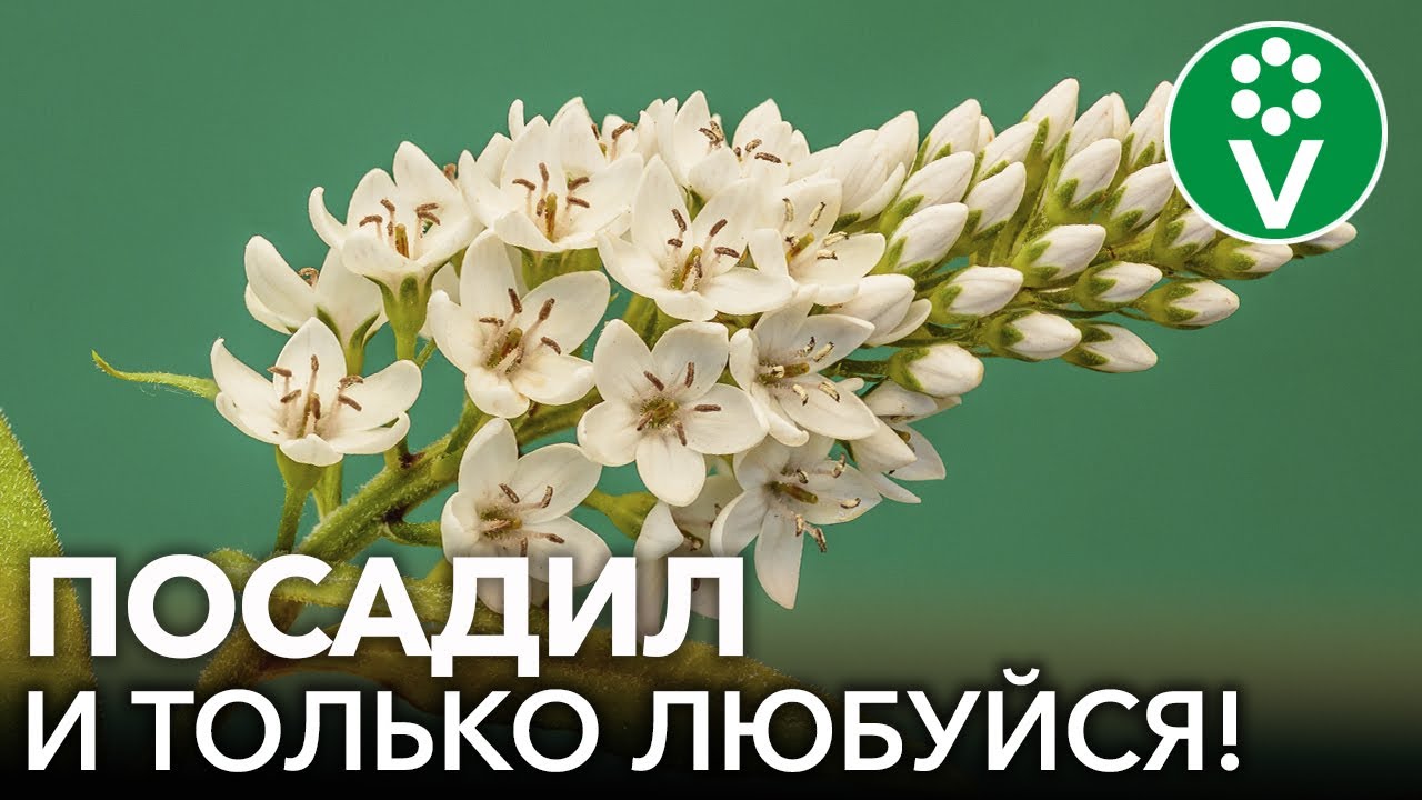 Интернет-магазин «Процветок» в Беларуси