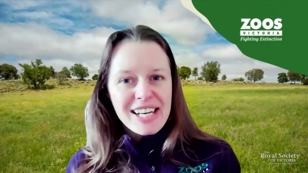 From Dump to Paradise - Saving the Eastern Barred Bandicoot from Extinction (Full)