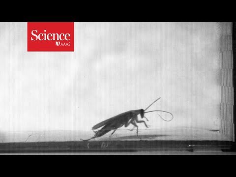 With 'Elegant' Cockroaches as Models, Scientists Build Robots That ...