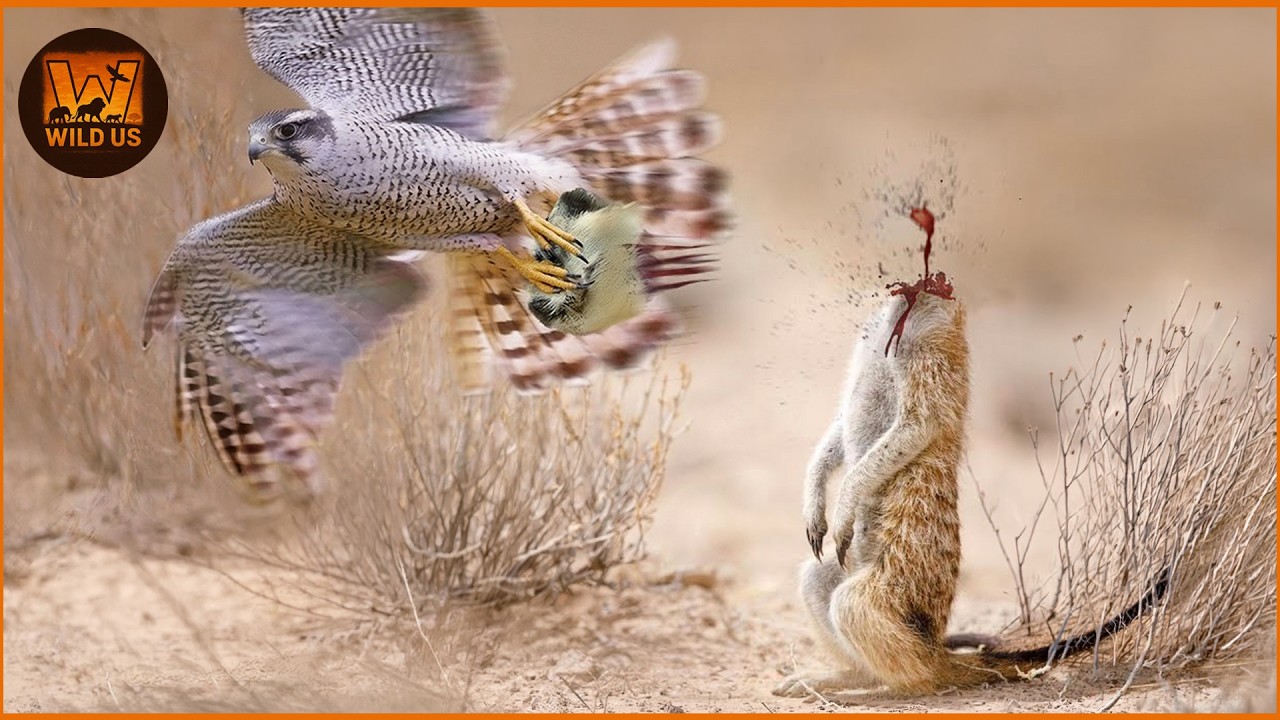 Deadliest Hawk Attack Caught on Camera | Wild Animals
