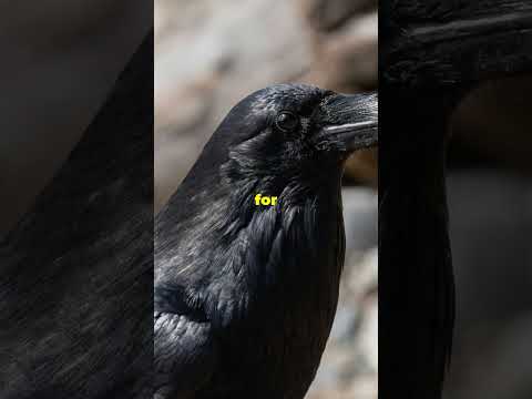 Crows Hold Grudges! 🦅